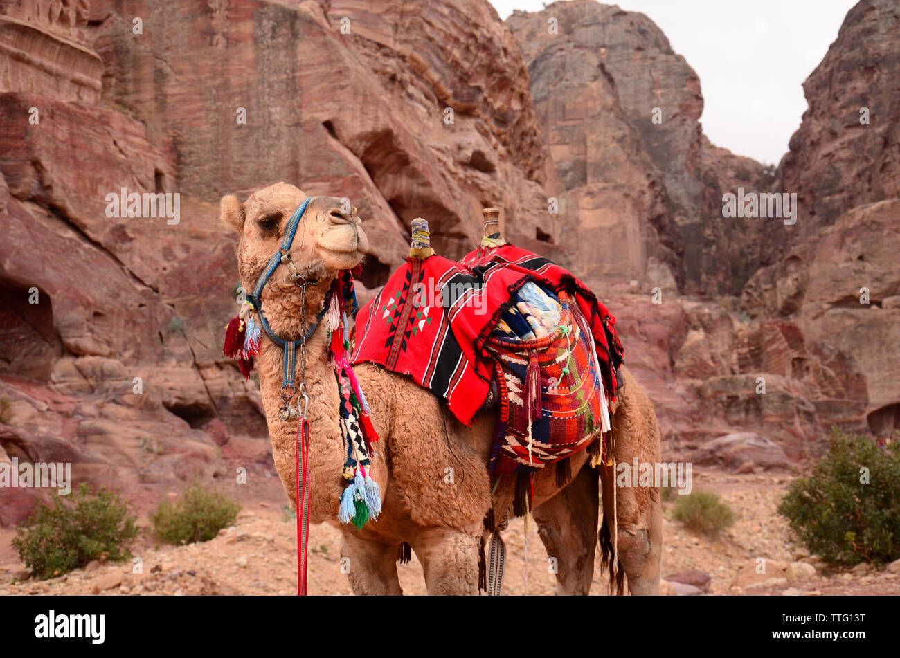 Close up of colorful decorated camel in Petra. Jordan Stock Photo - Alamy