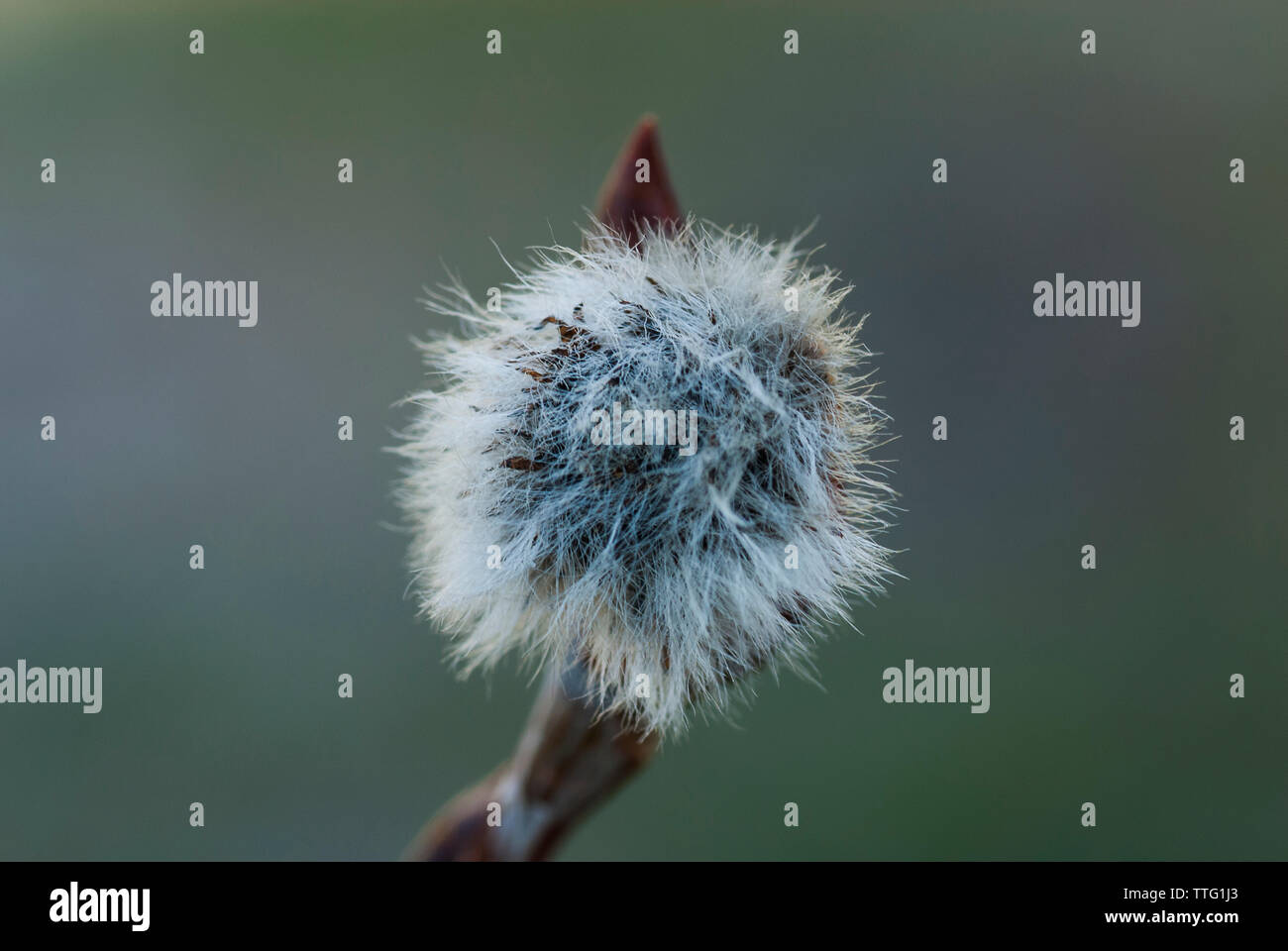 Flower Seed Pattern High Resolution Stock Photography and Images - Alamy