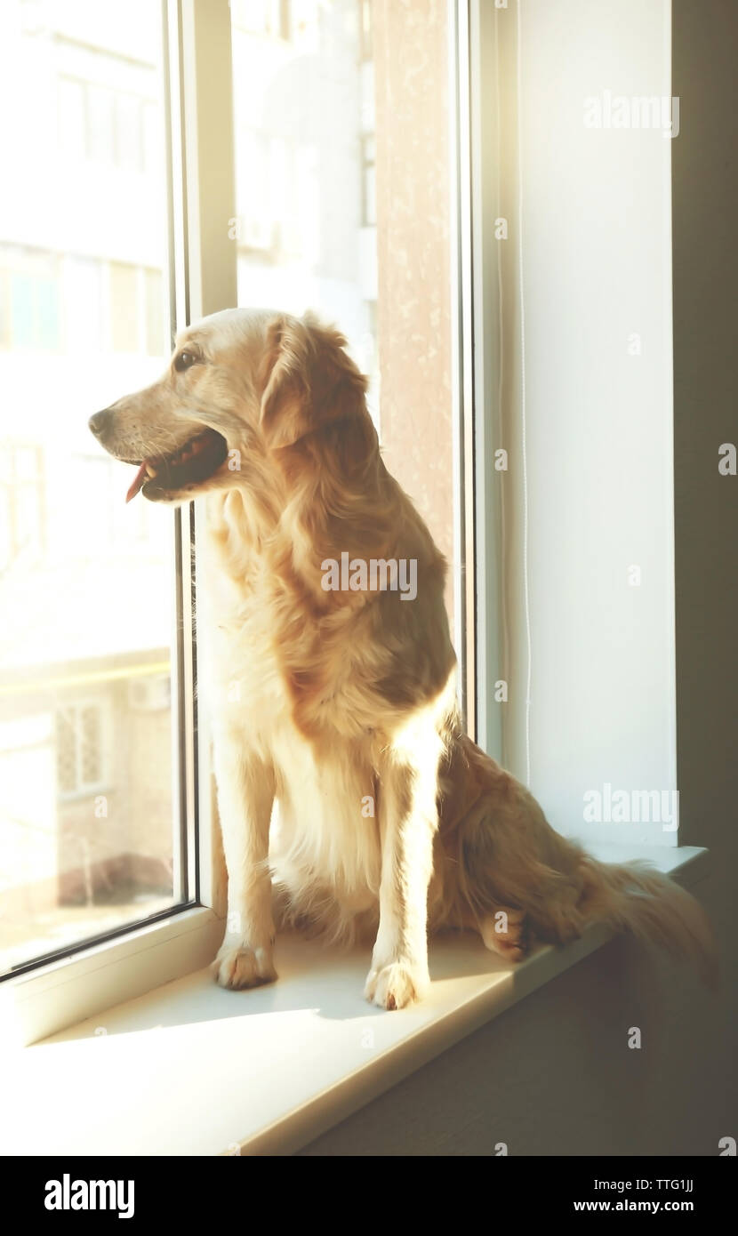 Labrador retriever looking out window hi-res stock photography and ...