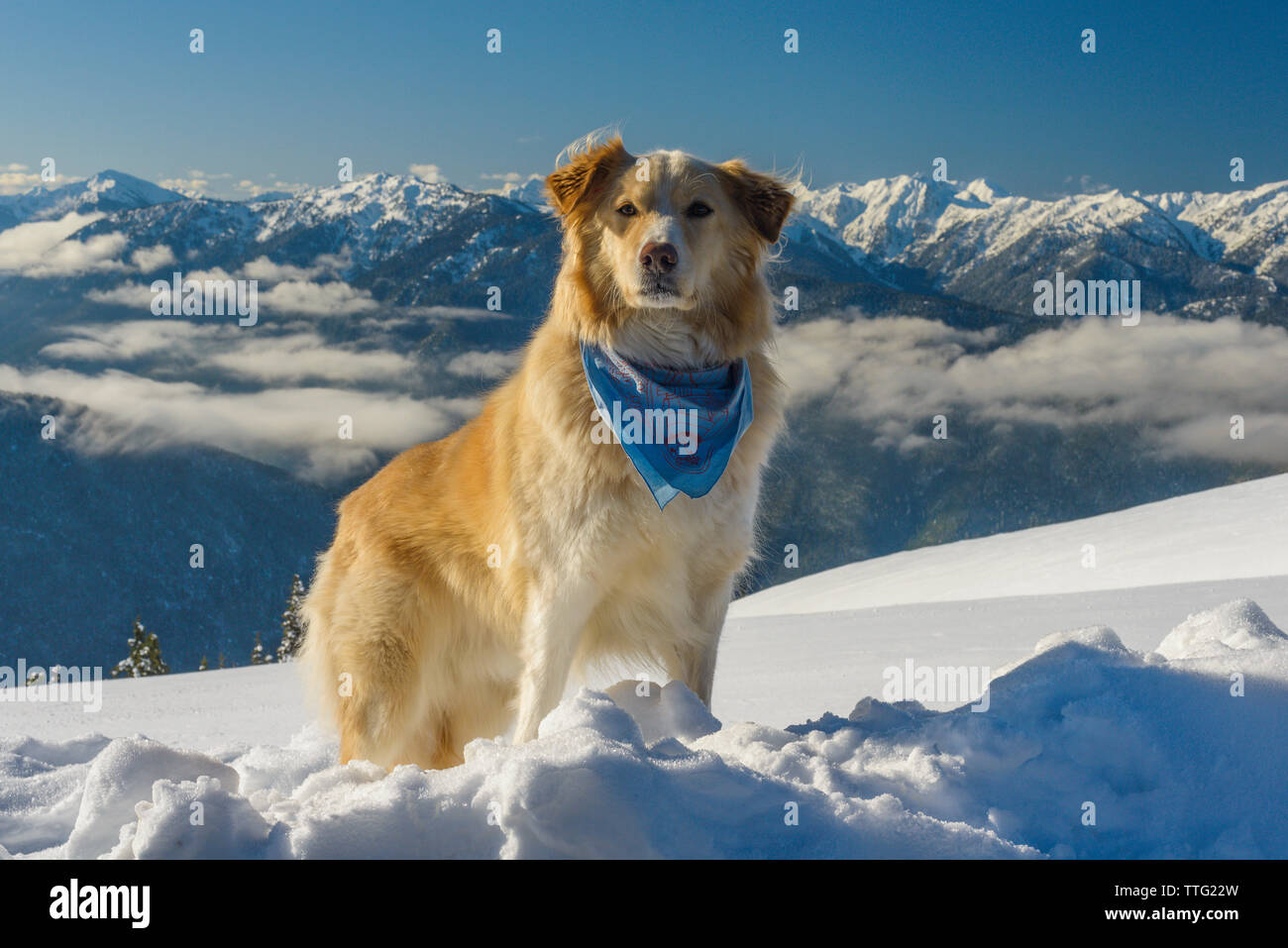 Majestic dog hi-res stock photography and images - Alamy