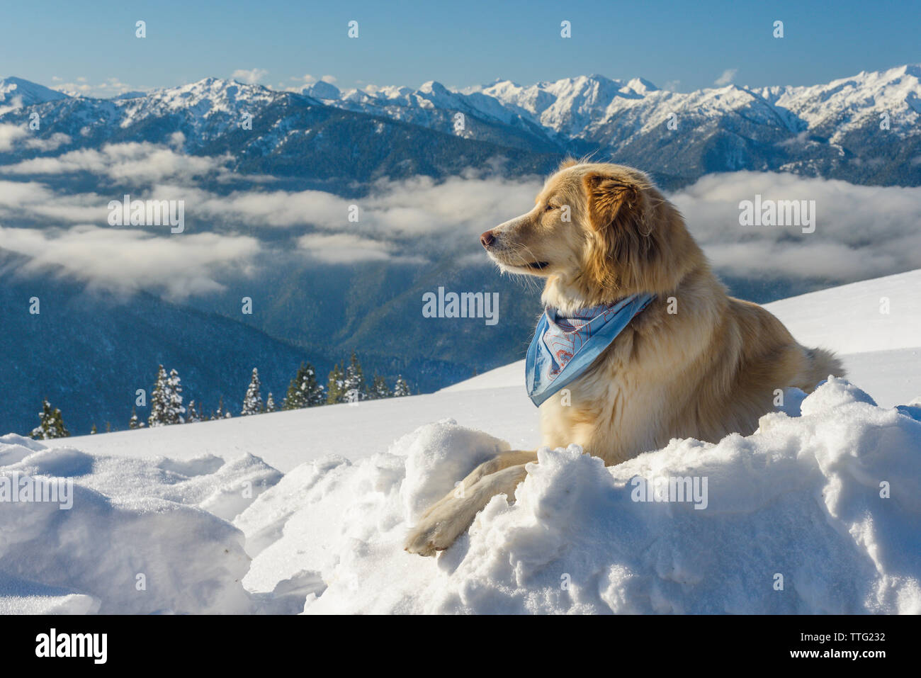 Majestic dog hi-res stock photography and images - Alamy