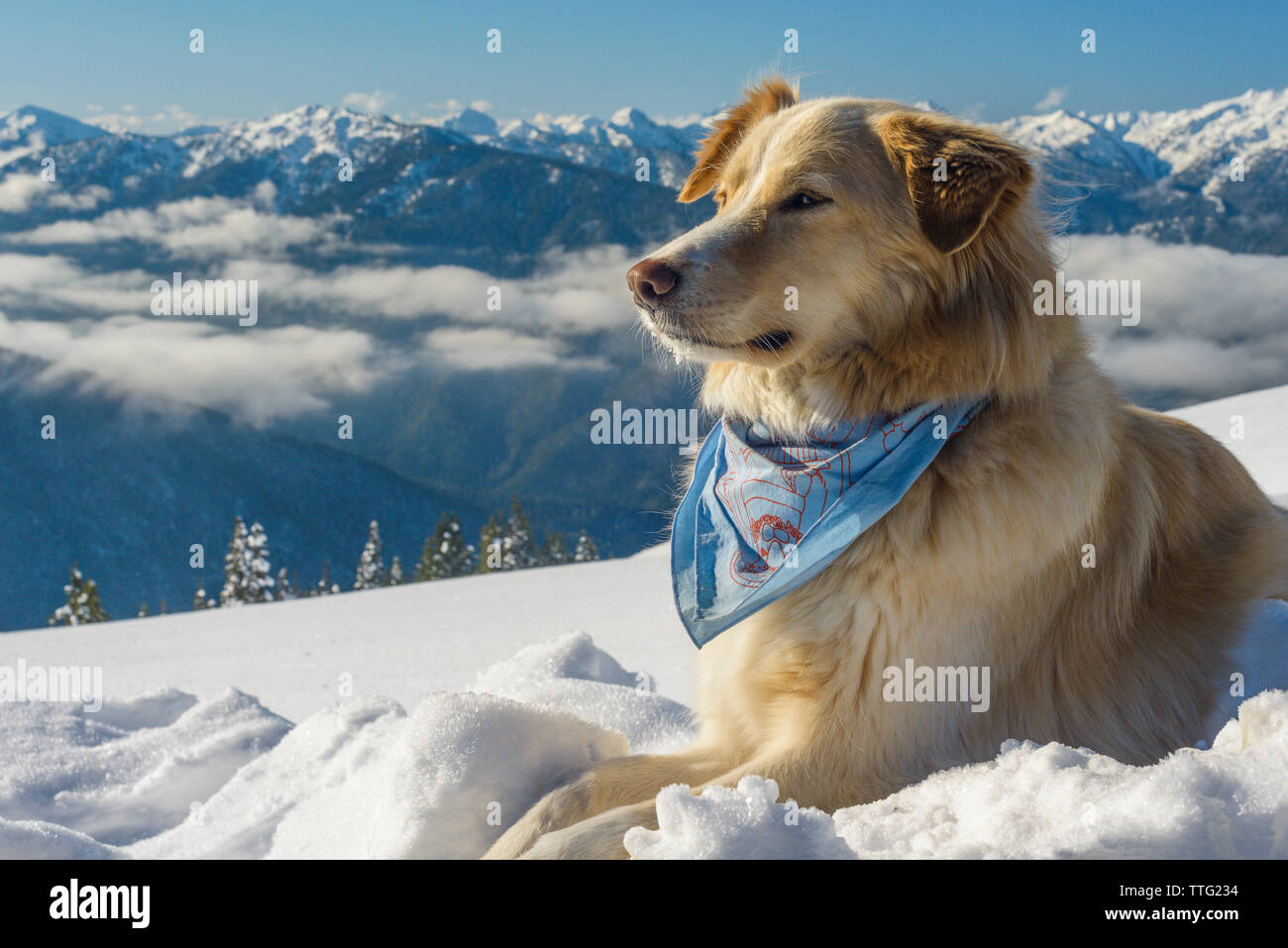 Dog in snowy mountain winter scene Stock Photo - Alamy