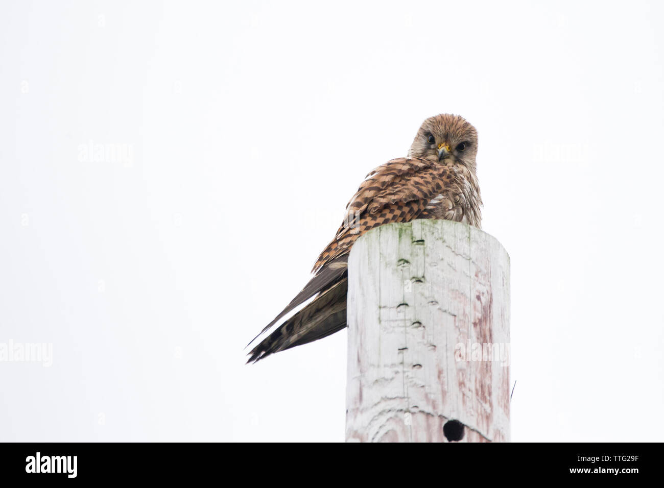 The kestral hi-res stock photography and images - Alamy