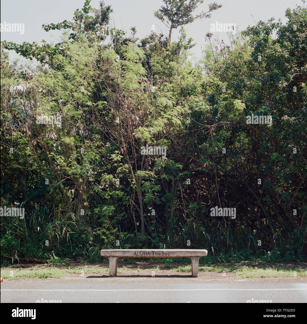 old bus stop bench that reads "aloha" with lush green plants behind it ...