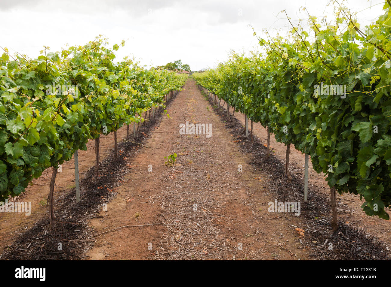 Plants growing by river hi-res stock photography and images - Alamy
