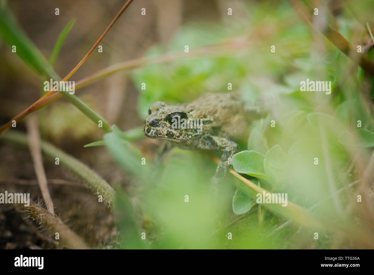Western toad hi-res stock photography and images - Alamy