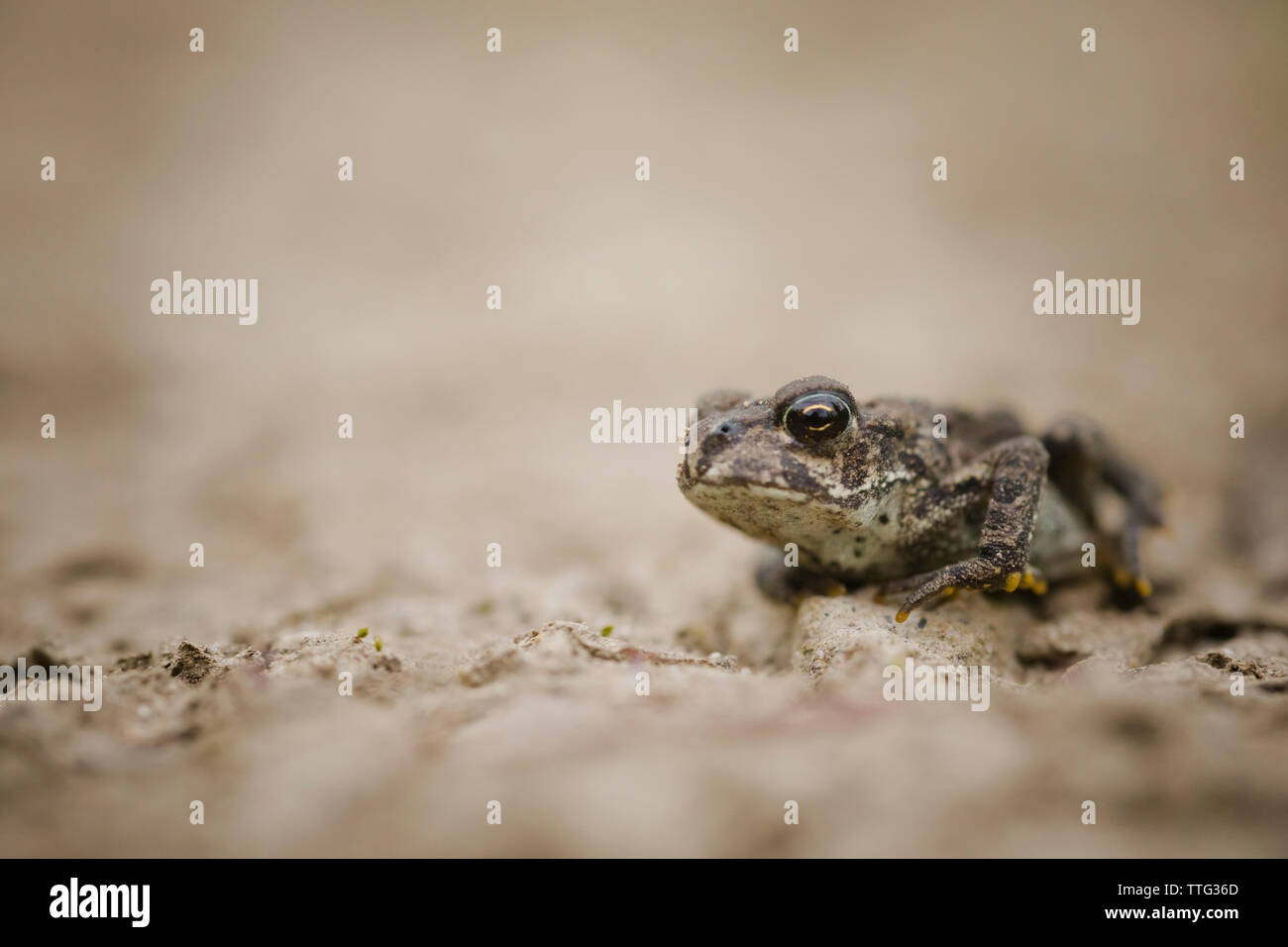 Focus toad hi-res stock photography and images - Alamy
