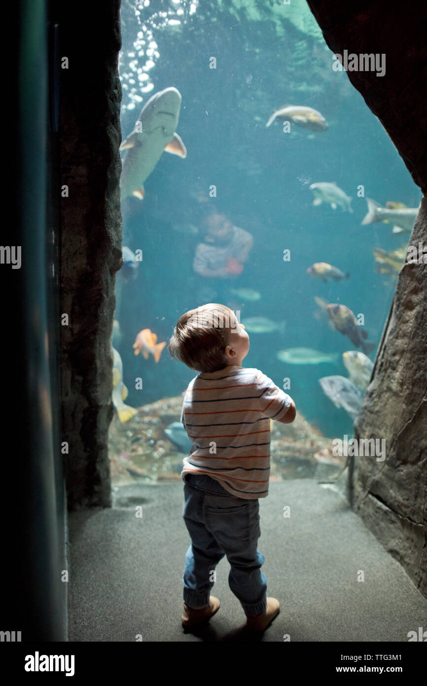 Boy fish tank hi-res stock photography and images - Alamy