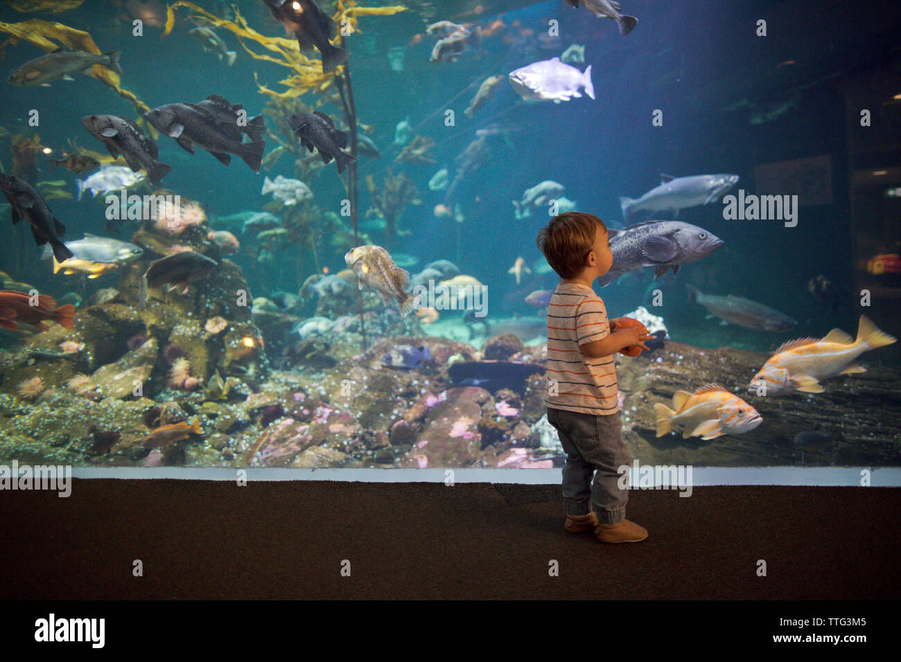 Child stand watching hi-res stock photography and images - Alamy