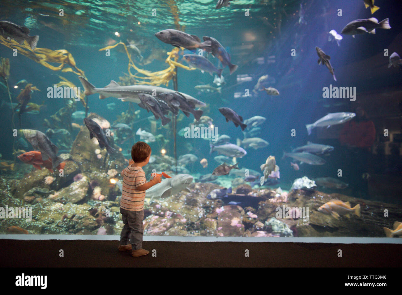 Large aquarium tank hi-res stock photography and images - Alamy