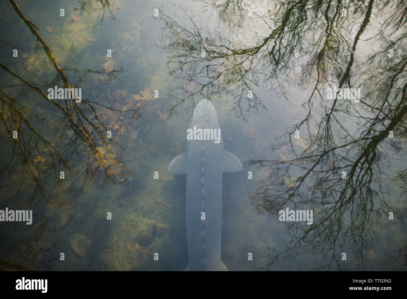 White Sturgeon (Acipenser transmontanus) in the Fraser River Stock ...