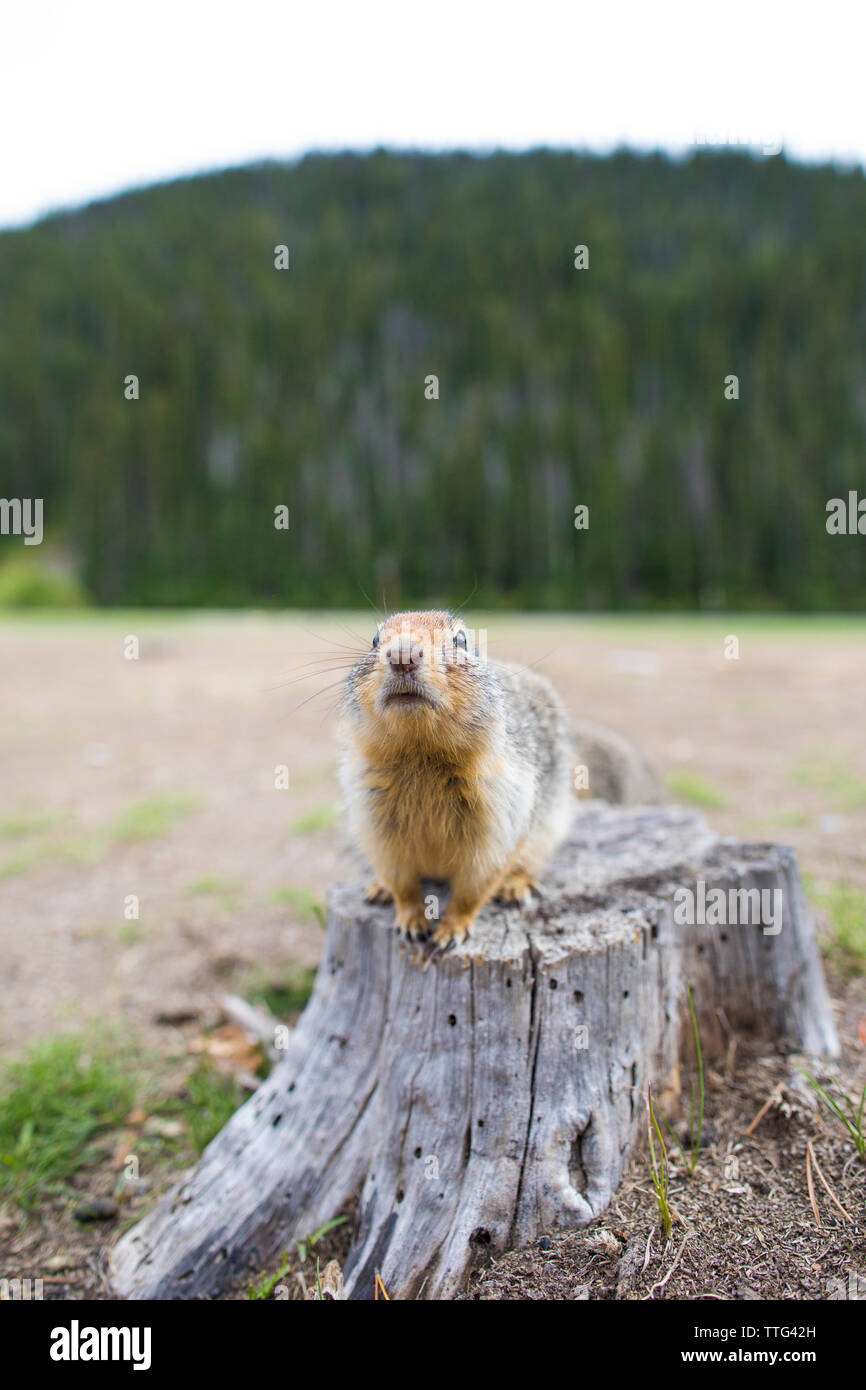 Columbianus hi-res stock photography and images - Alamy