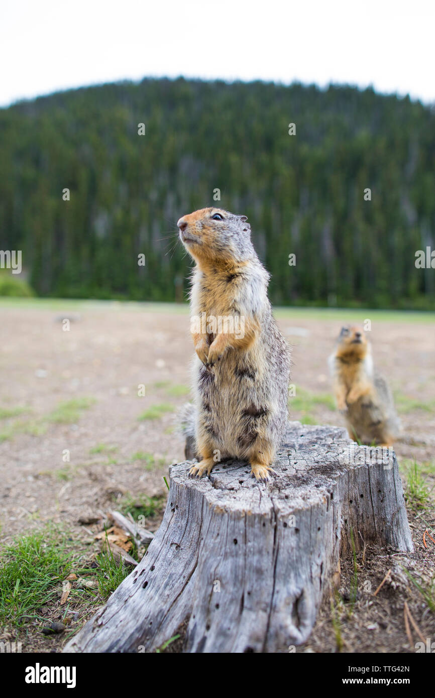 Columbian Ground Squirrel (Urocitellus Columbianus) standing on stump ...