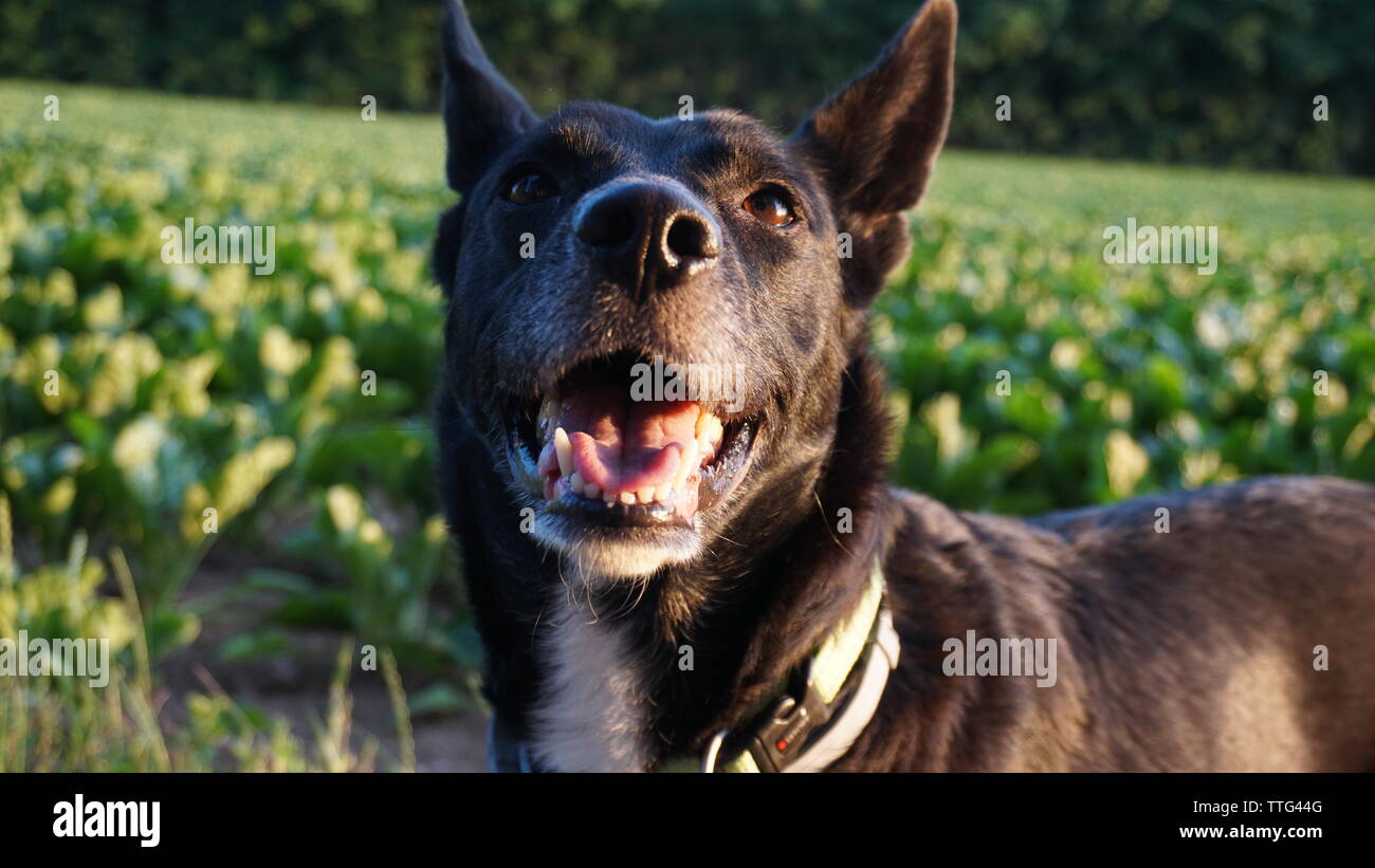 Smiling dog hi-res stock photography and images - Alamy