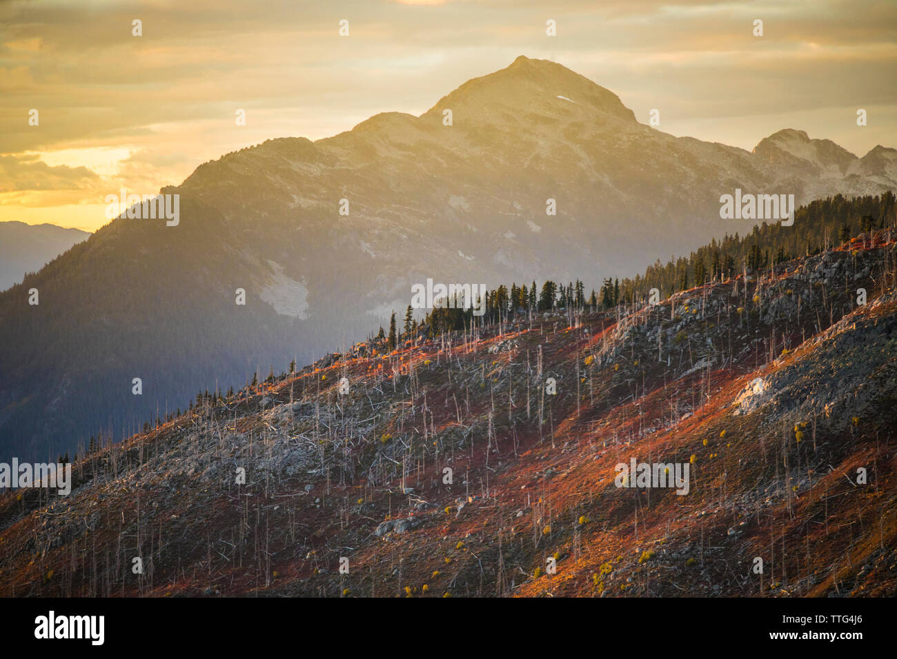 Autumn colors illuminated by alpenglow on previously burnt mountain ...