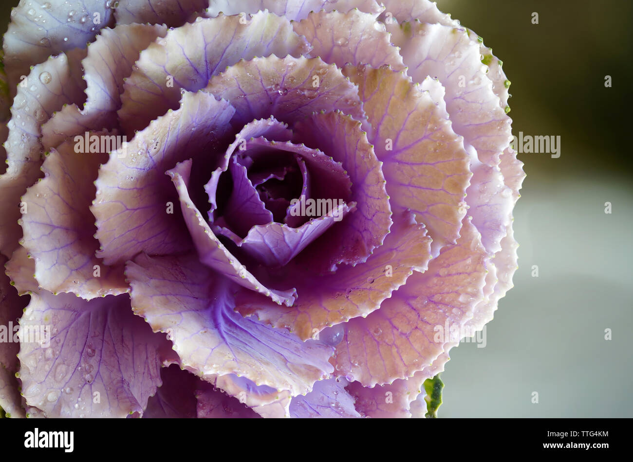 Cabbage Flower Close Up Stock Photo - Alamy