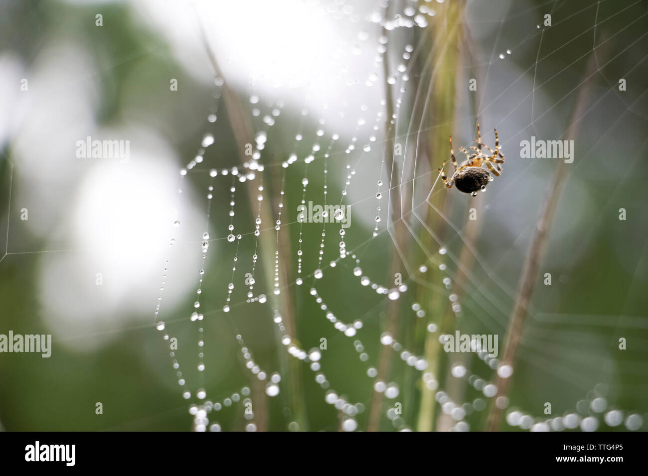 Spider strings hi-res stock photography and images - Alamy
