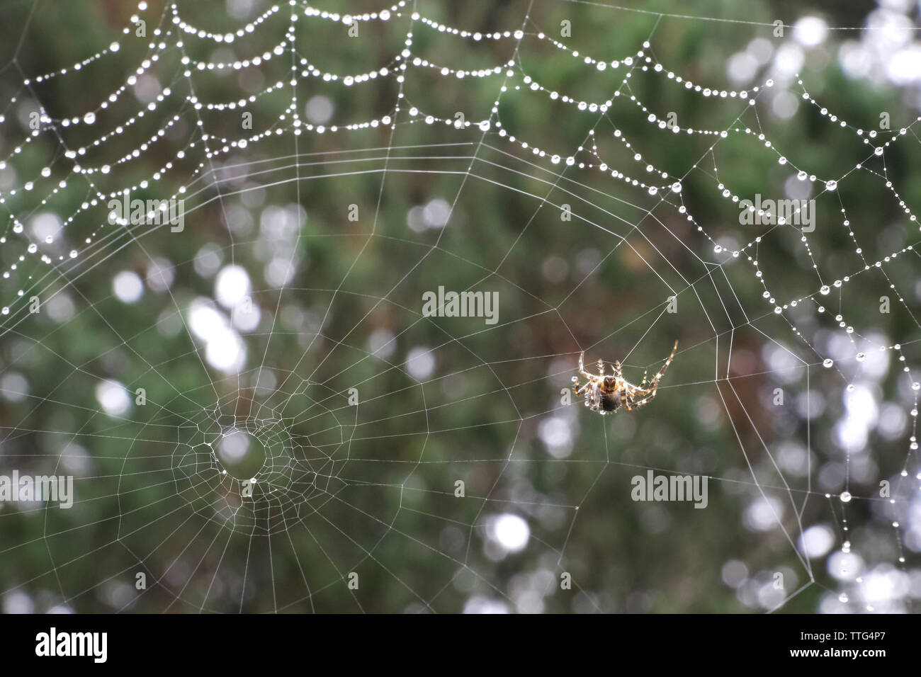 Spider strings hi-res stock photography and images - Alamy