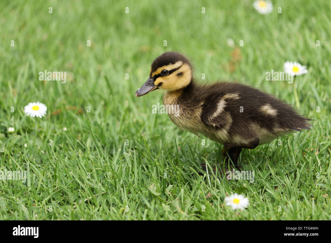 Duckling flowers hi-res stock photography and images - Alamy