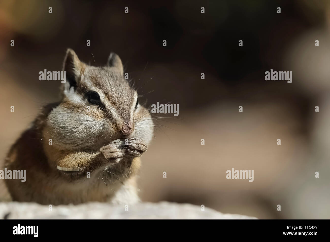 Feeding chipmunk hi-res stock photography and images - Alamy
