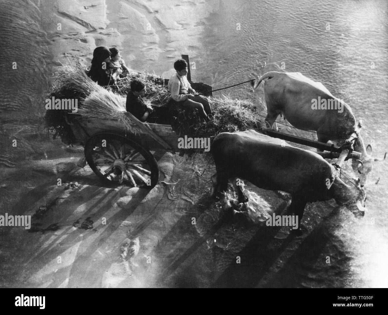 calabria, rosarno, peasant cart on the banks of the mesima river, 1955 ...