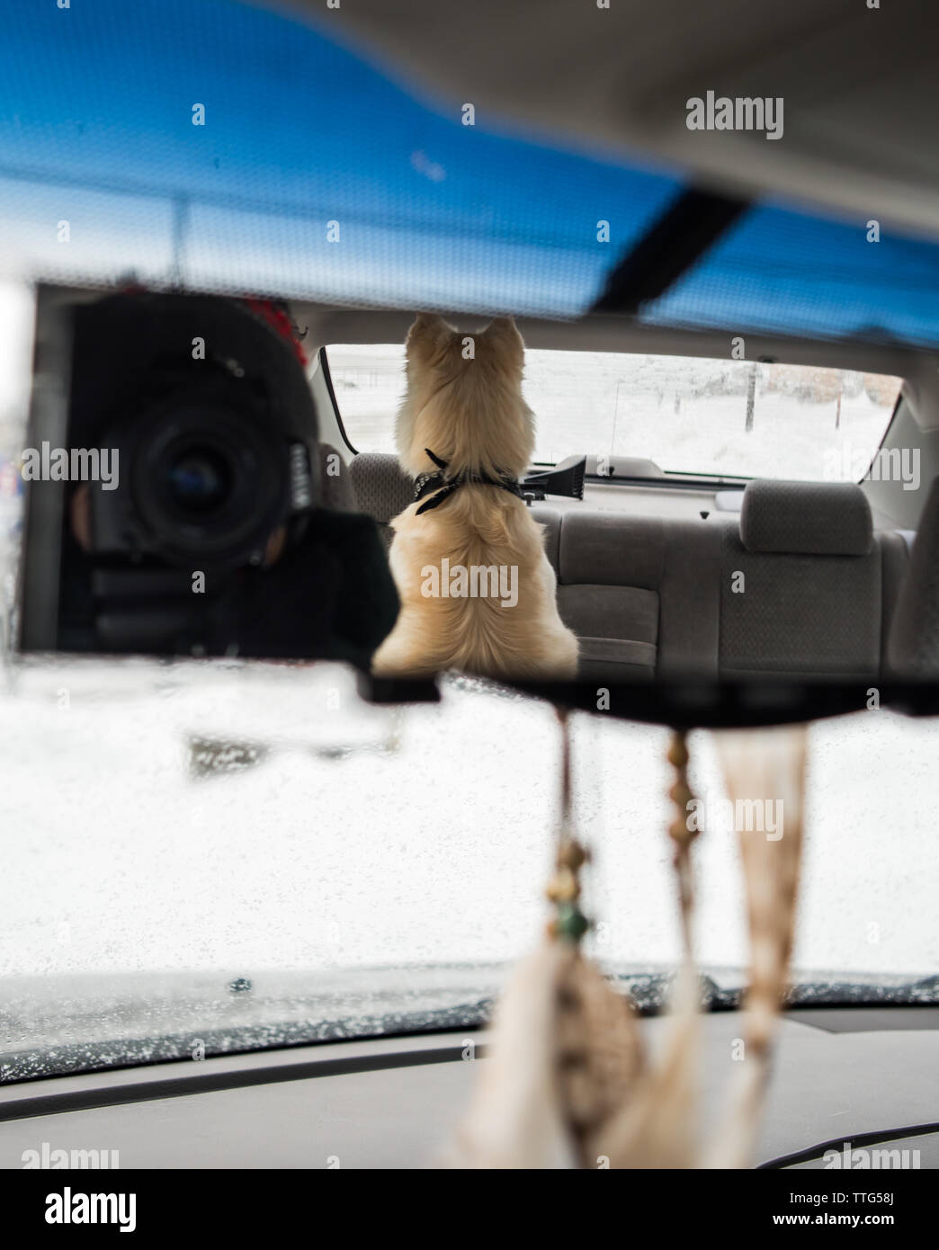 Rearview mirror image of dog looking out car window Stock Photo - Alamy