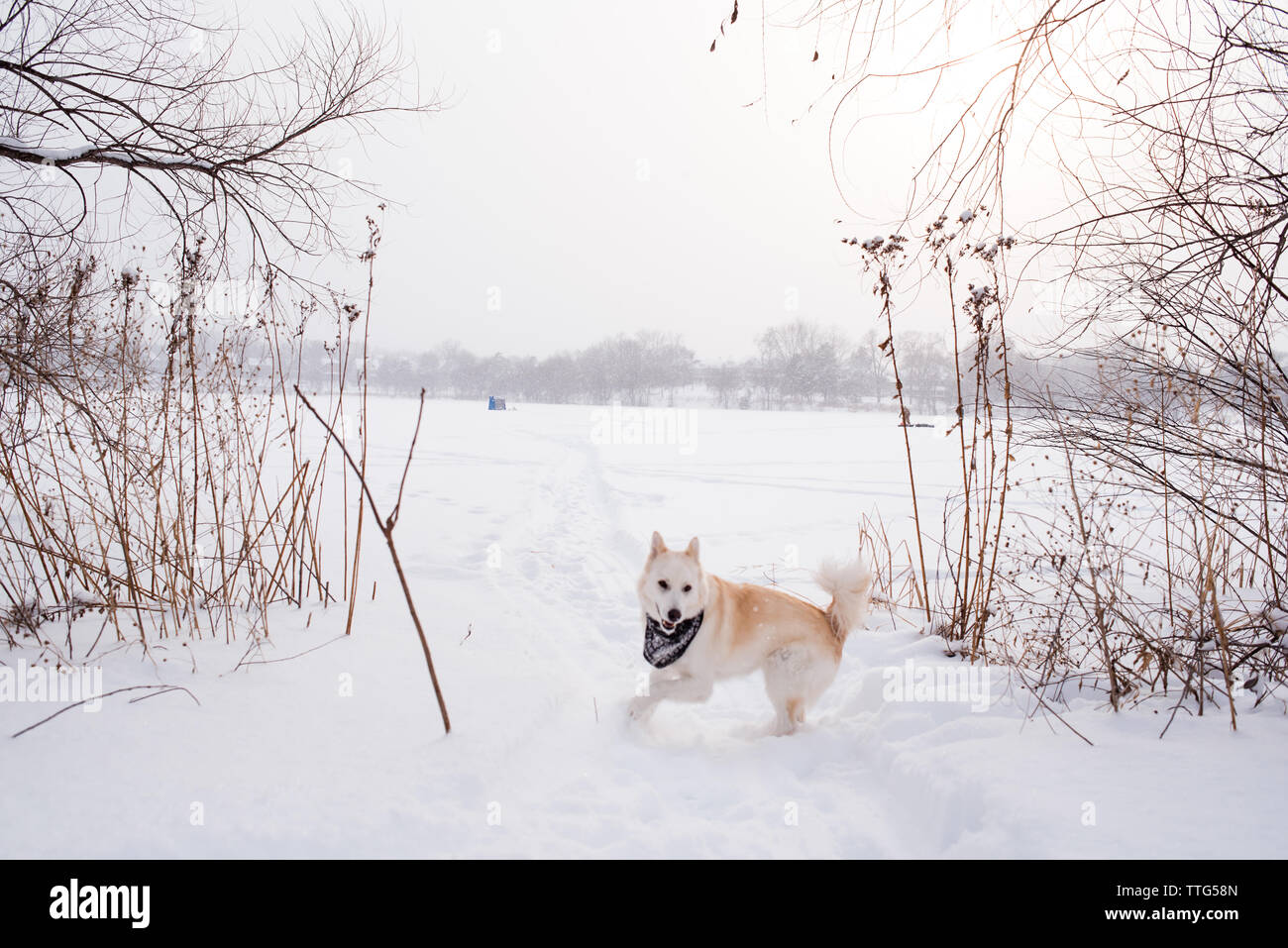Dog running in cold weather hi-res stock photography and images - Alamy