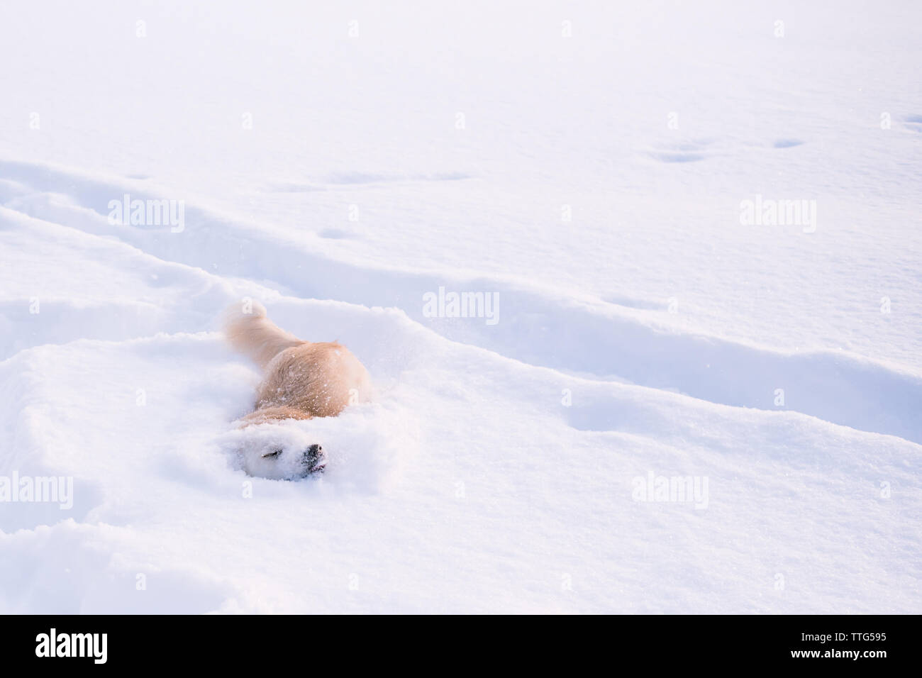 Playful dog burried in snow Stock Photo - Alamy