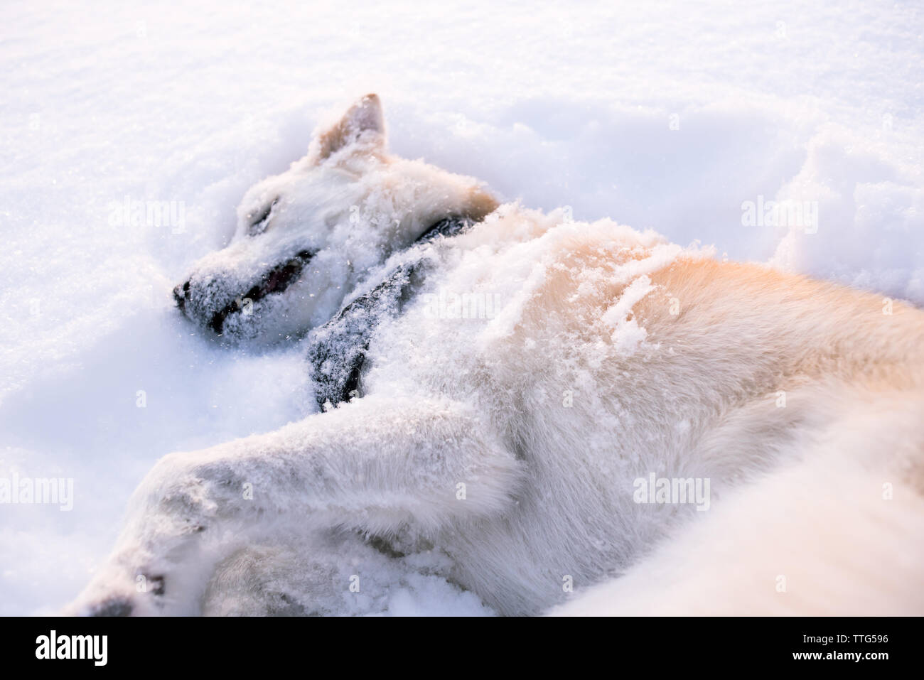 Frozen dog face hi-res stock photography and images - Alamy