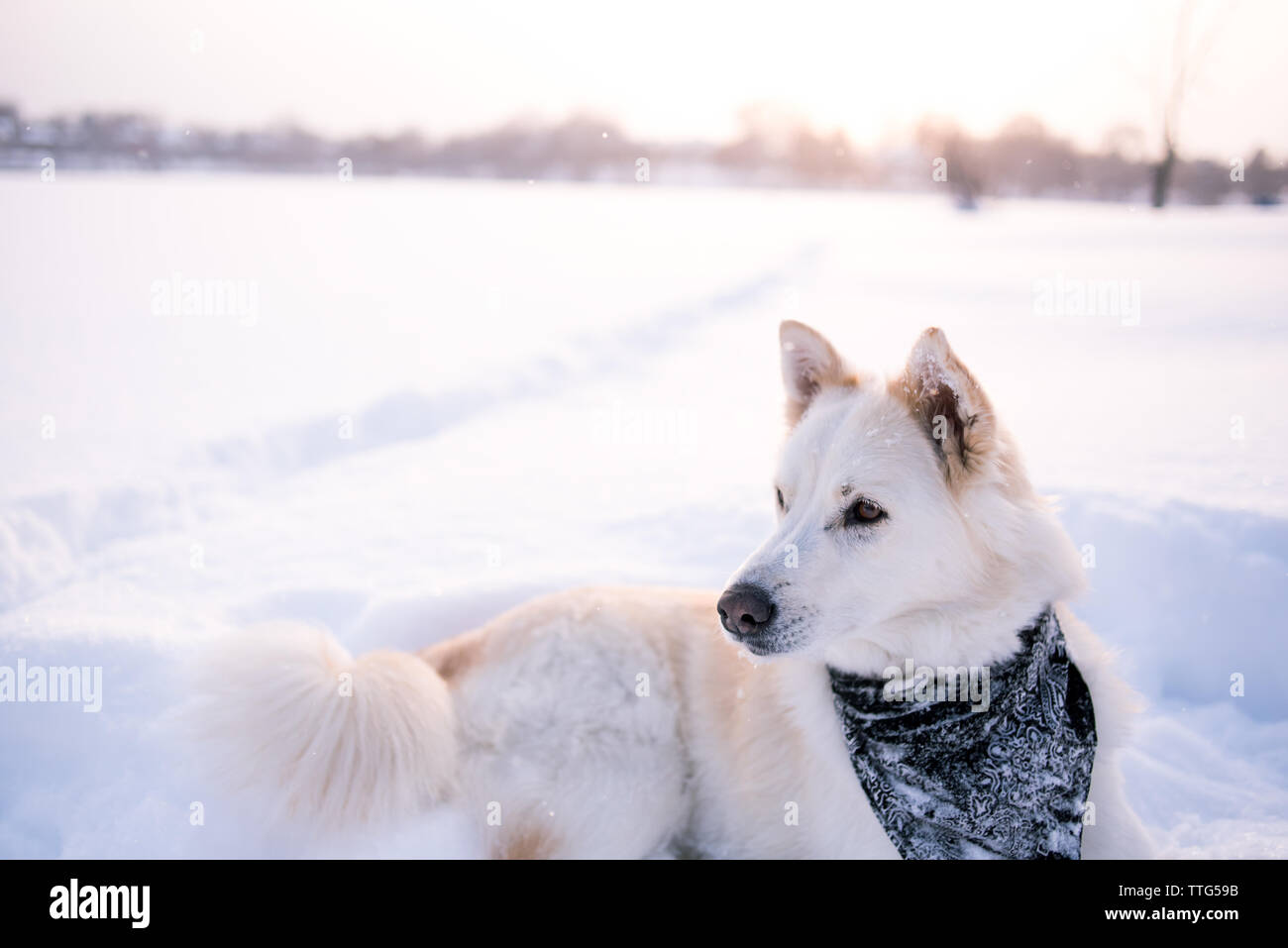 Snowing on dog hi-res stock photography and images - Alamy