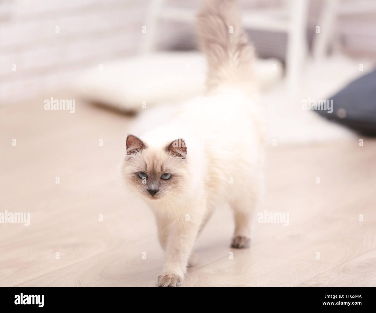Color-point cat in living room Stock Photo - Alamy