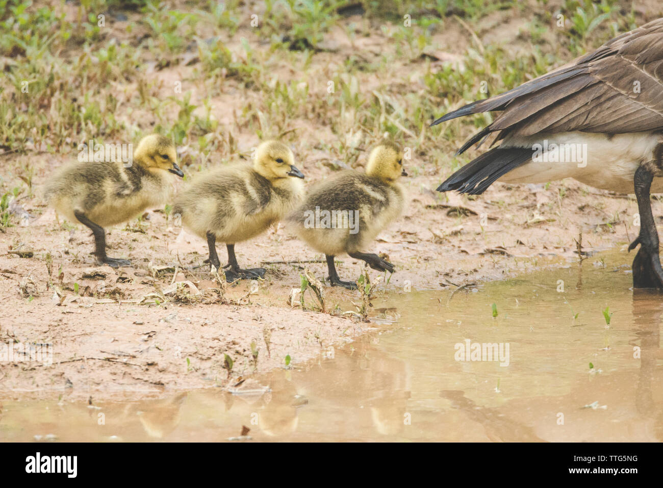 Walking family goslings hi-res stock photography and images - Alamy