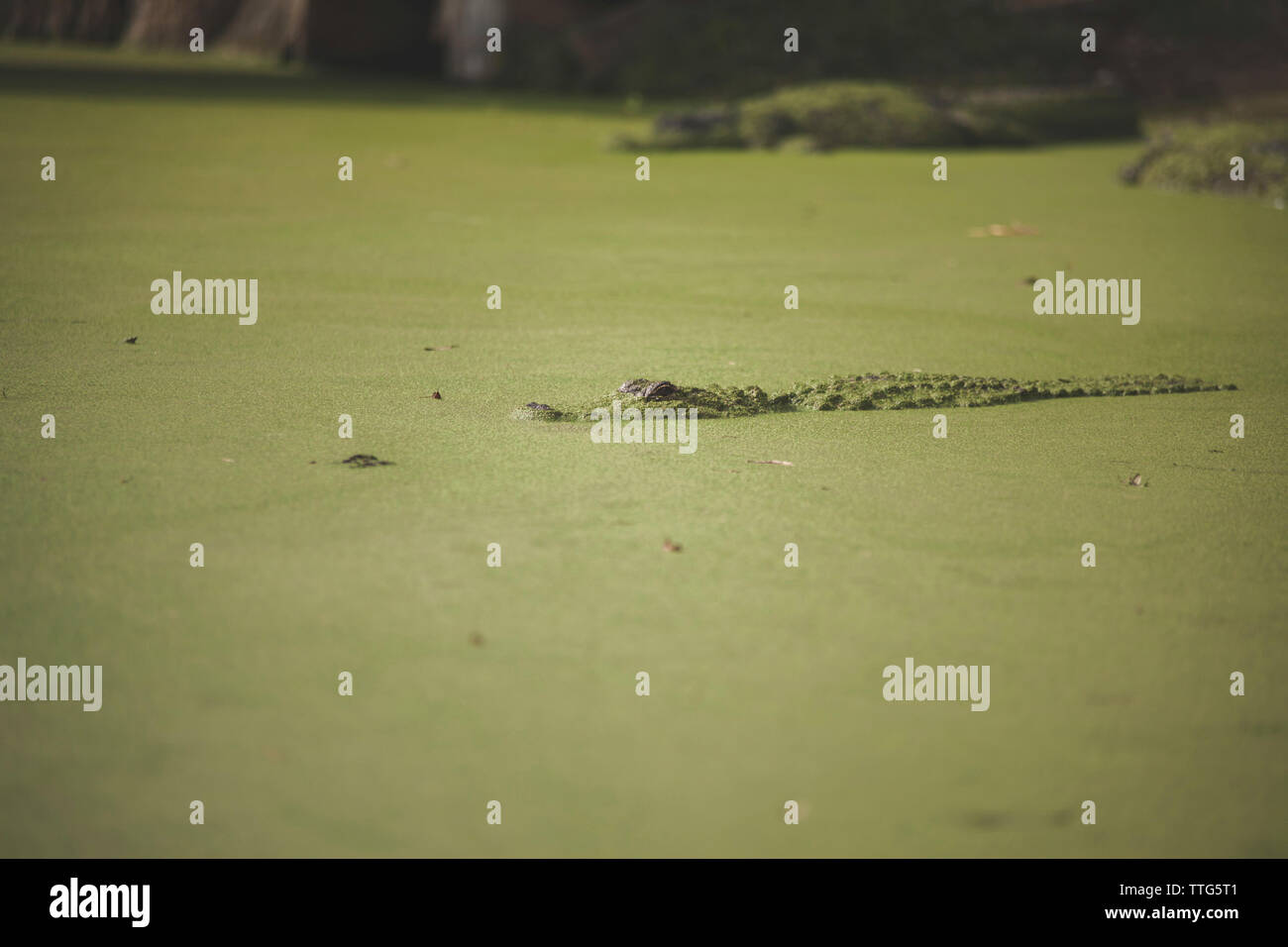 Caiman swimming in swamp Stock Photo - Alamy