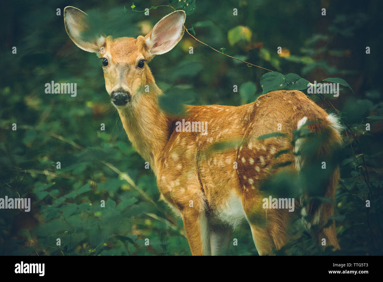Deer markings hi-res stock photography and images - Alamy