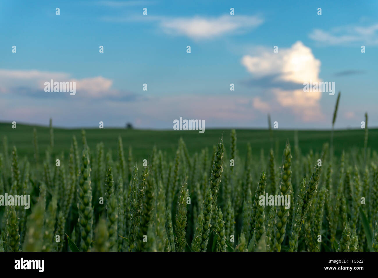 Colorful pink clouds over a green spring wheat field at sunset with a ...