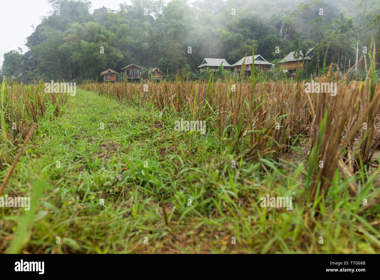 Vietnamese village hi-res stock photography and images - Alamy