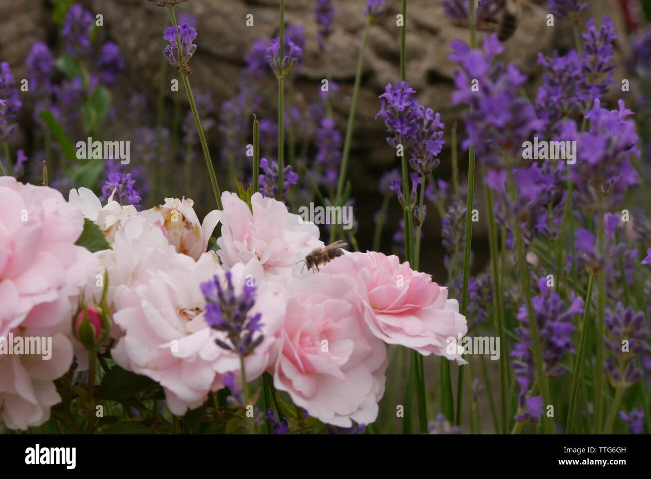 Rose garden lavender pink roses hi-res stock photography and images - Alamy