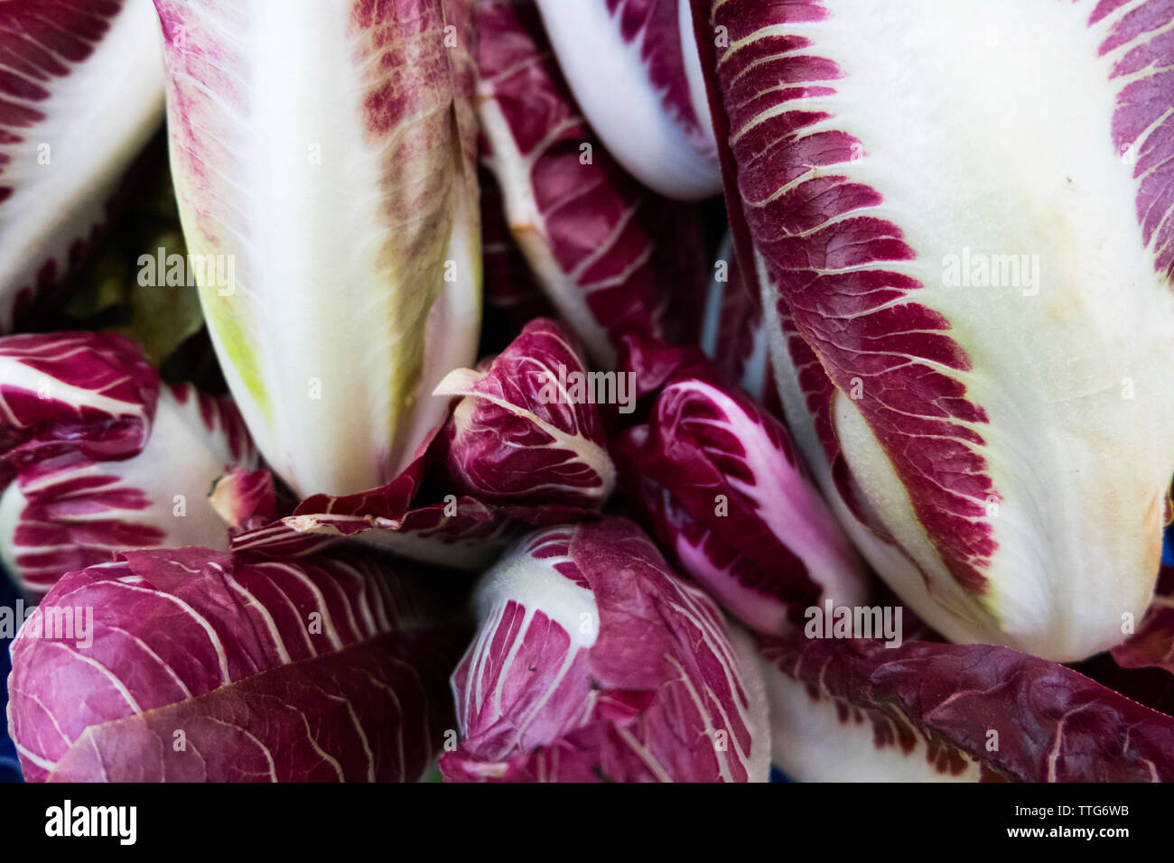 Red chicories hi-res stock photography and images - Alamy