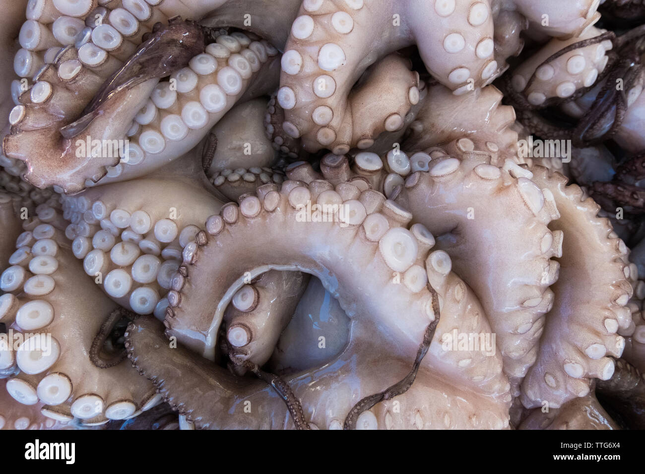 Raw octopus hi-res stock photography and images - Alamy