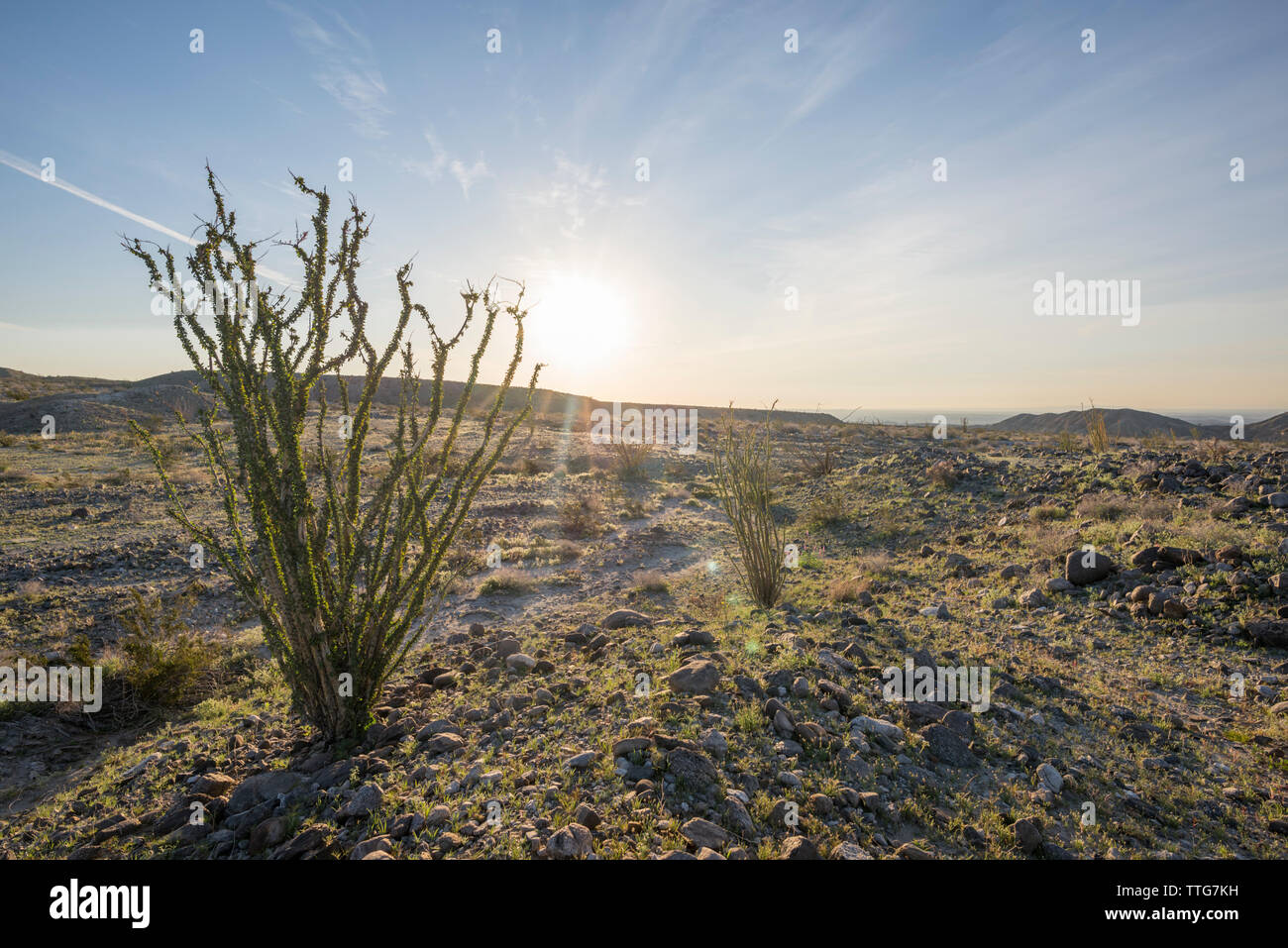 Ocotillo plant hi-res stock photography and images - Alamy