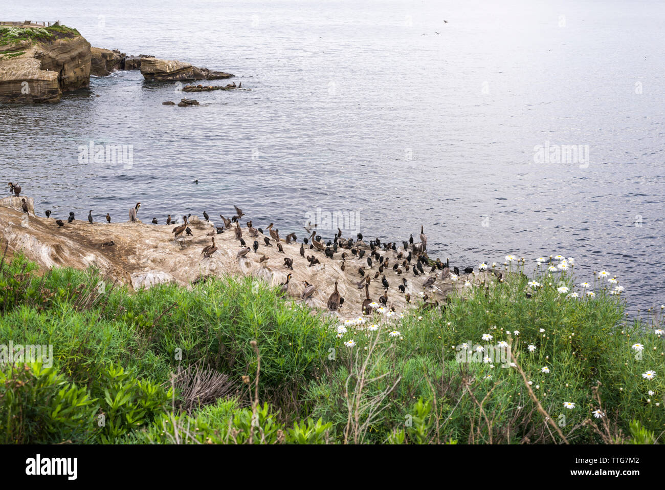 Bird cove hi-res stock photography and images - Alamy