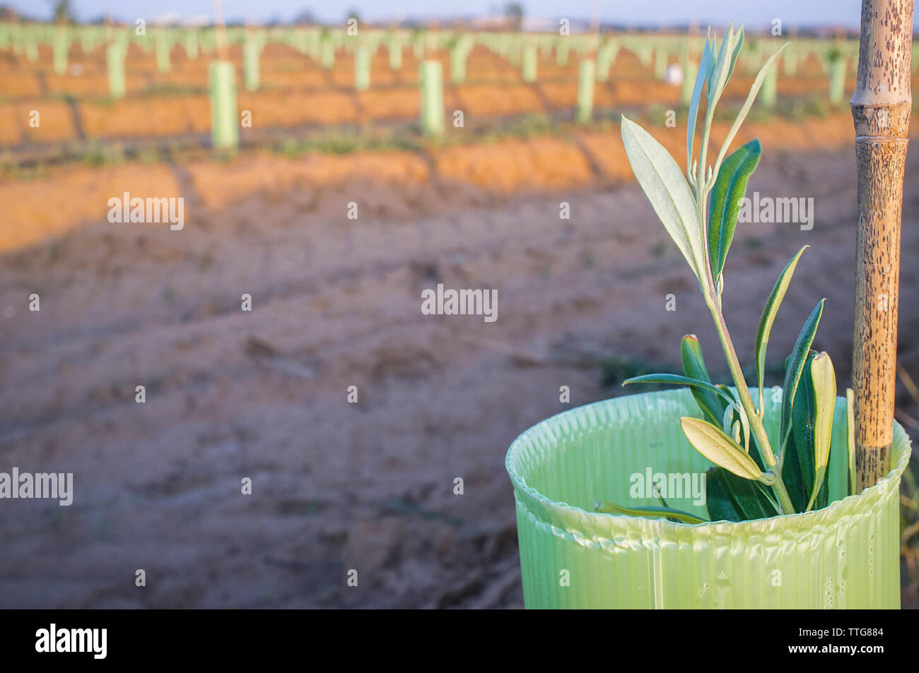 Olive young new trees plantation hi-res stock photography and images ...