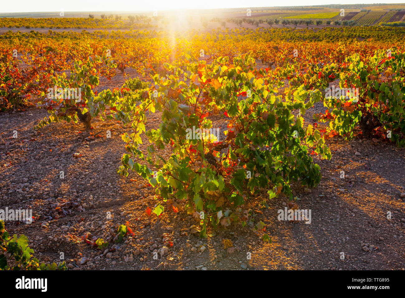 Ground vines hi-res stock photography and images - Alamy
