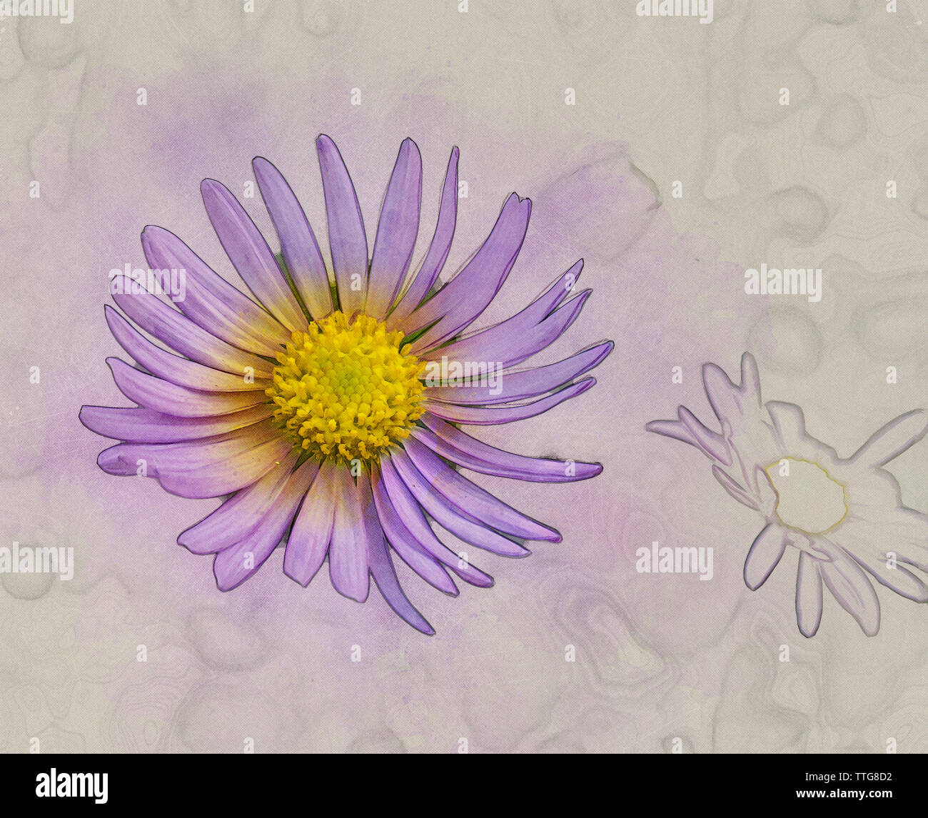 Digitally enhanced image of a closeup of a Purple Daisy Osteospermum ...