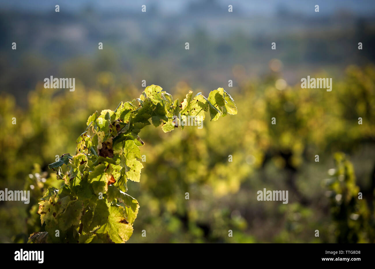 Vines leaves hi-res stock photography and images - Alamy