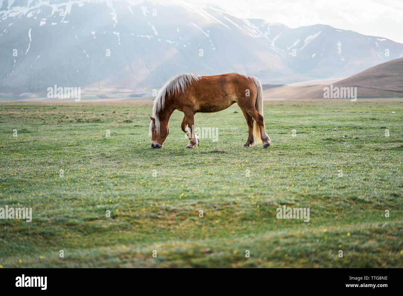 Side view of horse hi-res stock photography and images - Alamy