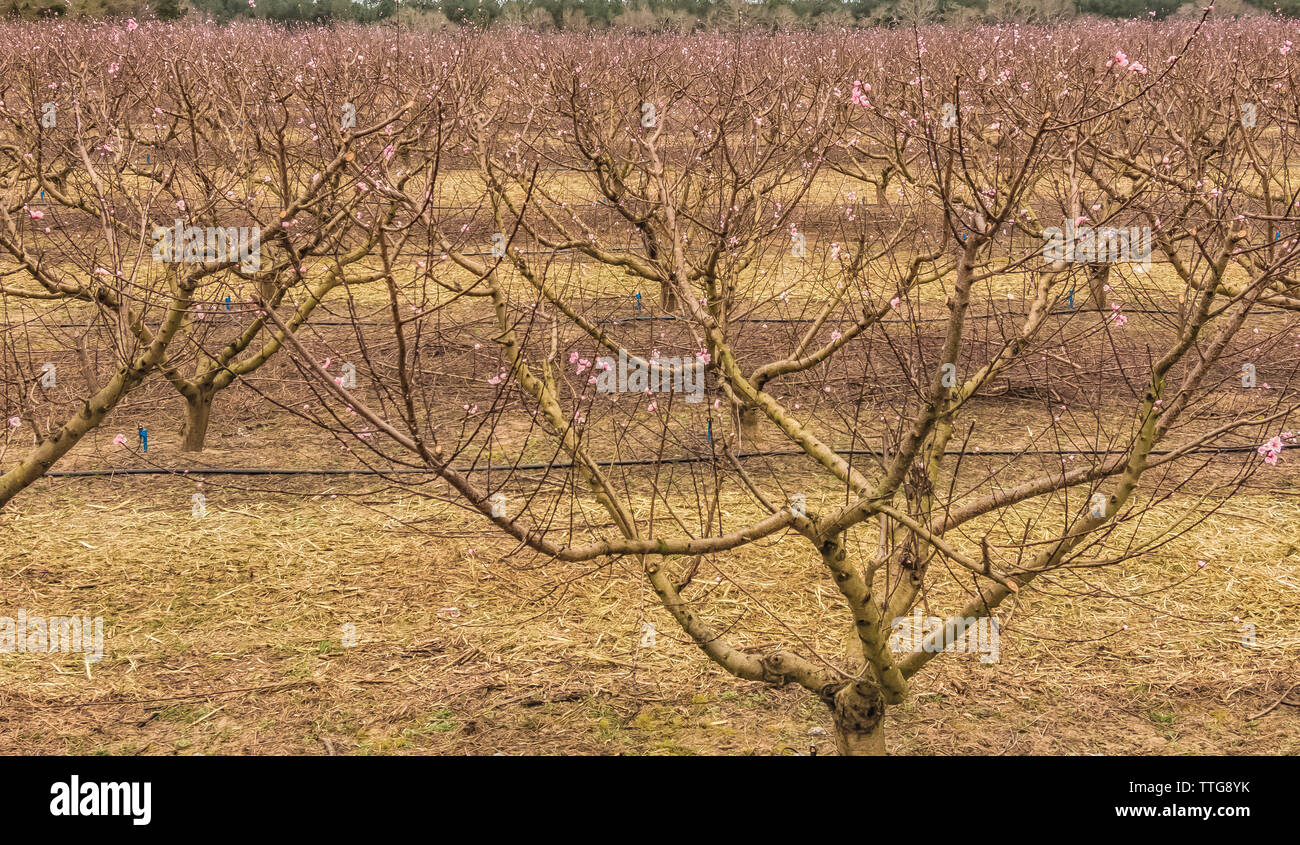 Early blooming of peach trees due to climate change Stock Photo - Alamy