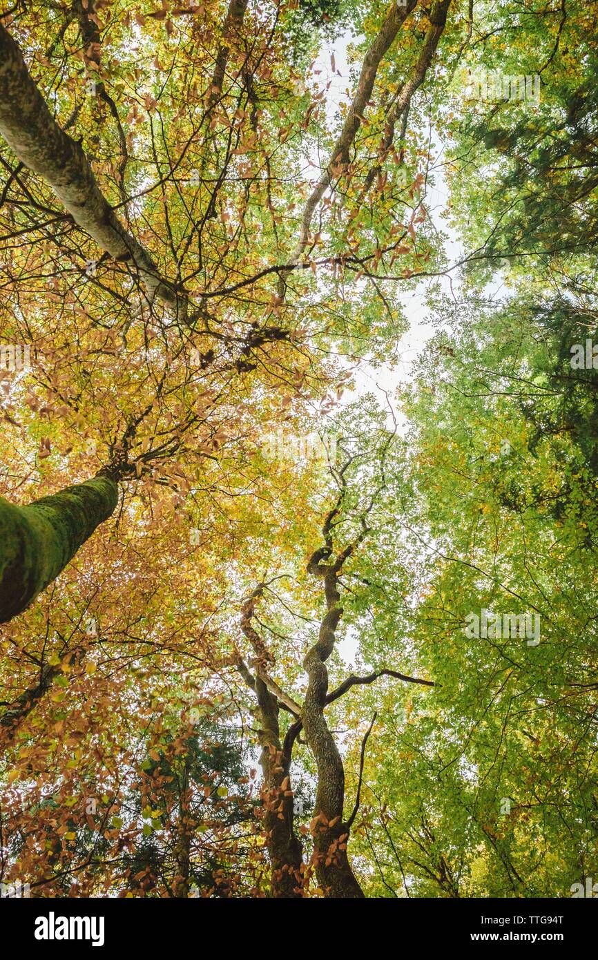 Looking up into the treetops hi-res stock photography and images - Alamy