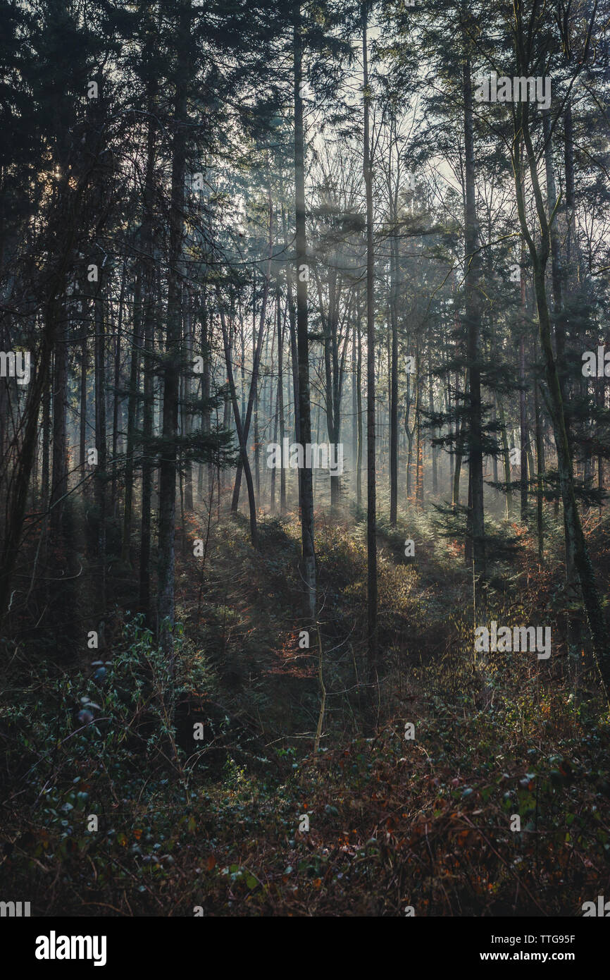 light rays stream through the fog and trees in the forest Stock Photo ...