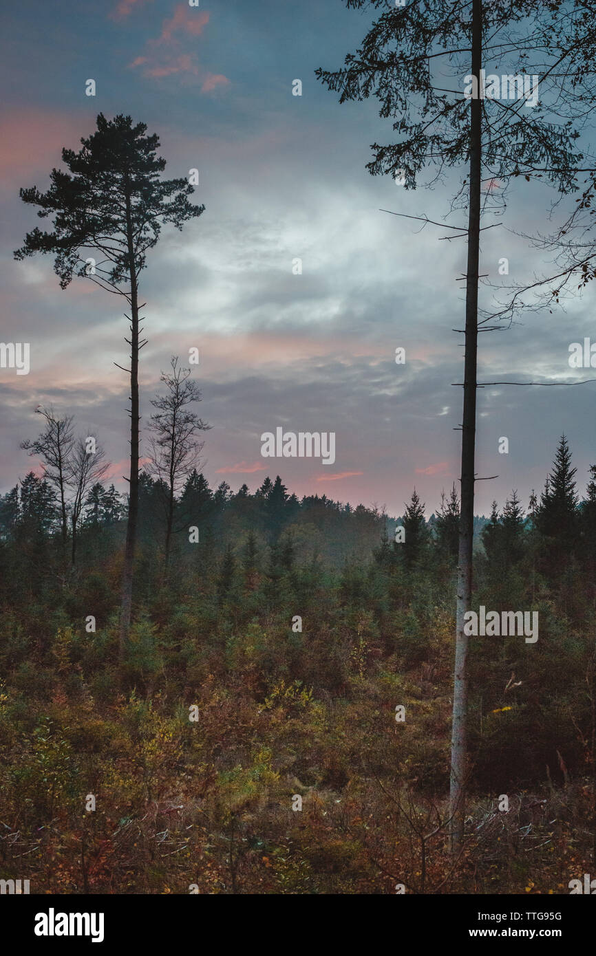 treetops at twilight in the forest Stock Photo - Alamy